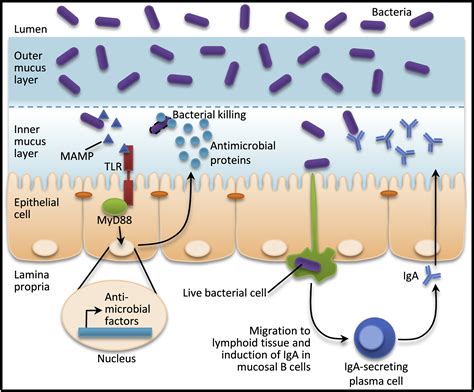 Immune Responses To The Microbiota At The Intestinal Mucosal Surface Immunity