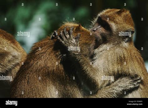 Behavior Monkeys Hi Res Stock Photography And Images Alamy
