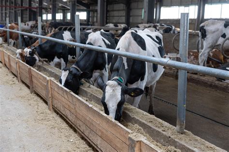 Шаардлага хангасан 30 ферм байгуулснаар дотоодын сүүний хэрэгцээг бүрэн хангах боломжтой