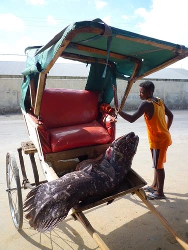 Peces Que Se Creían Extintos Reaparecieron En Madagascar Y Cayeron En Las Redes De Cazadores De