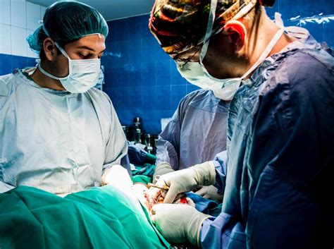 What Is Hermaphrodite Give Example At Mario Anderson Blog