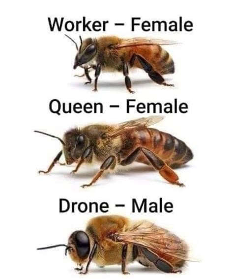 The Hierarchy Of The Honeybee Hive Historical House Facebook