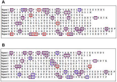 single nucleotide polymorphisms snps in the binding regions repeats