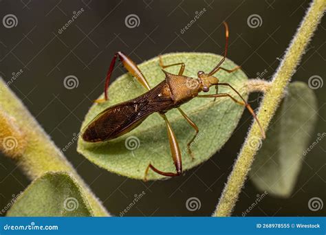 Macro Shot Of The Assassin Beetle On A Leaf Stock Image Image Of