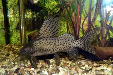 Synodontis Catfish Care Diet Tank Mates And Breeding