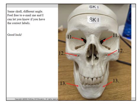 Skull Diagram 11 Lab Skull 4 Anatomy Exam 2 Diagram Quizlet