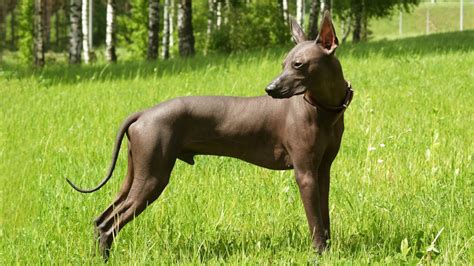 The Comprehensive Guide To Xoloitzcuintli History Care And More