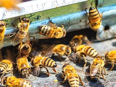 Honey Bee Pheromones Vital Chemical Messengers Carolina Honeybees