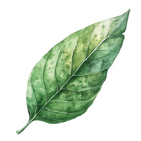Aesthetic Leaf Pngs For Free Download