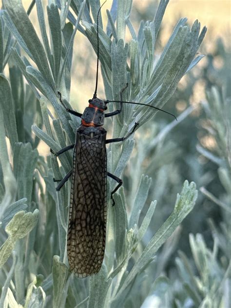Found In Central Oregon R Whatsthisbug
