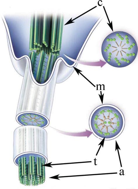 Fish Sperm Physiology Structure Factors Regulating Motility And