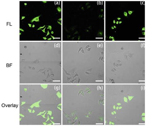 Fluorogenic Polyfunctional Coumarin Based Chemosensors For Multianalyte Detection Intechopen