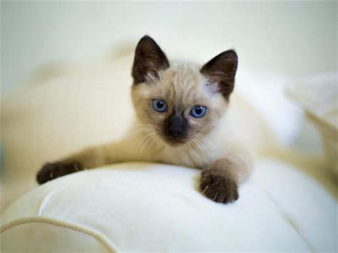 Siamese Kitten Blue Eyes Dark Paws Fuzzy Soft Cute Cat Poster Print