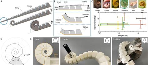 Design Of Bioinspired Soft Spiral Robots A A Computer Aided Design