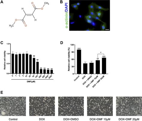 Dimethyl Fumarate Ameliorates Doxorubicin Induced Cardiotoxicity By Activating The Nrf2 Pathway