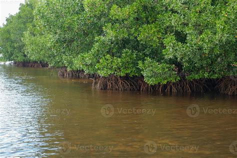 Mangrove Tree Roots That Grow Above Sea Water Mangroves Function As
