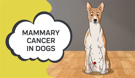 Mammary Cancer In Dogs Symptoms Diagnosis And Treatment Innovet Pet