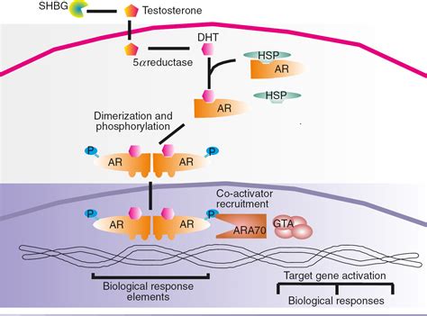 Dihydrotestosterone An Overview ScienceDirect Topics 57 OFF