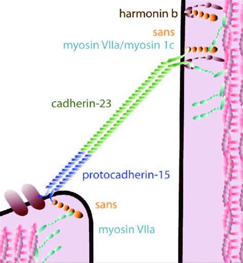 Schematic Representation Of The Tip Link Complex The Tip Link Is Download Scientific Diagram