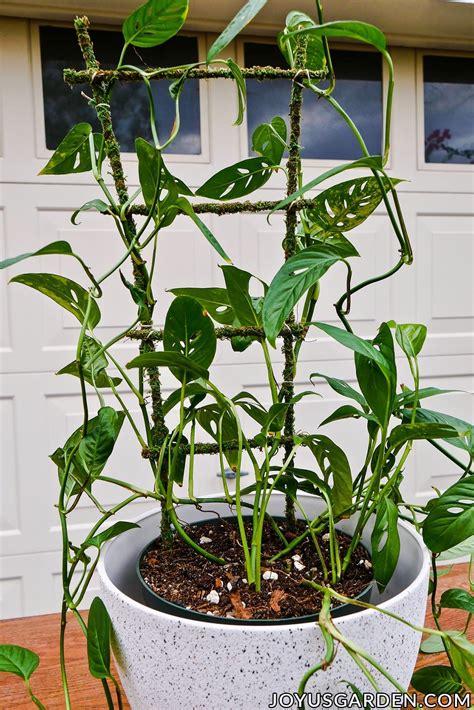 Monstera Adansonii Care Growing A Swiss Cheese Vine 2026