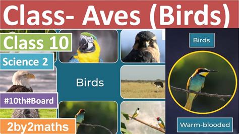 Class Aves Examples At Declan Bundey Blog