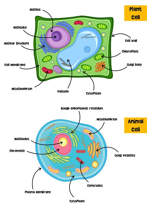Plant And Animal Cell Worksheet Fifth Grade