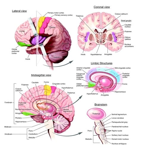 Brain Diagram