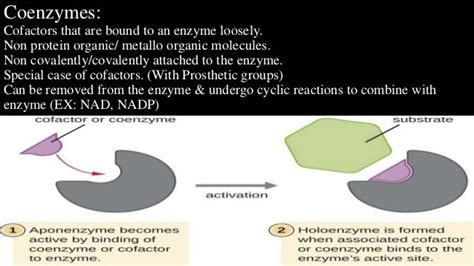 Difference Between Coenzyme Vs Cofactor