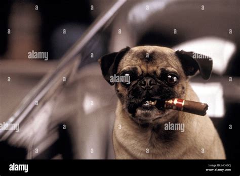Men In Black Ii Mushu As Frank The Pug 2002 ©columbiacourtesy