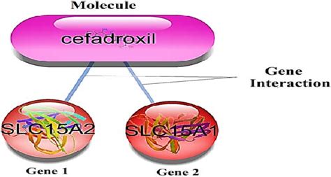 Network Pharmacology Analysis Of Cefadroxil The Figure Represents The