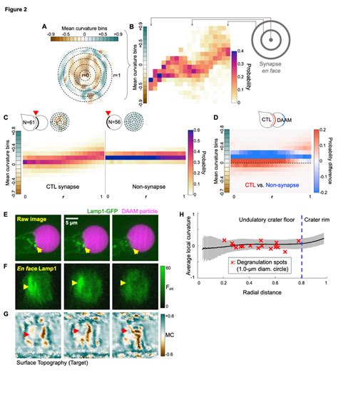 Radial Analysis Of Daam Particle Curvature And Degranulation Position Download Scientific