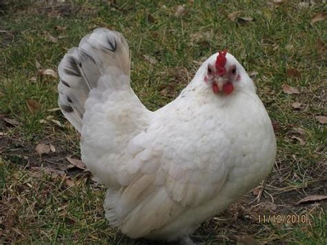 Angel Easter Eggerserama Cross Chicken Bird Breeds Easter Eggers