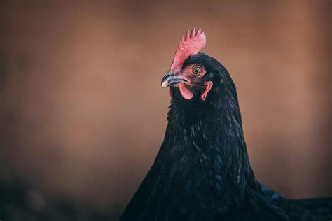 Black Sex Link Chickens Breed Complete Guide Eco Peanut