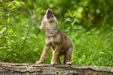 Coyote Pups Howling