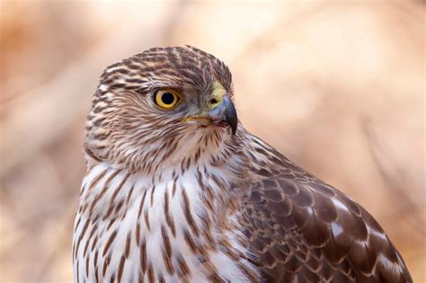 The Types Of Hawks In Southern California