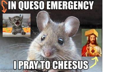 Mouse Cheesus Memes 21 Marvelous Mouse Memes For Pawrents Who Enjoy