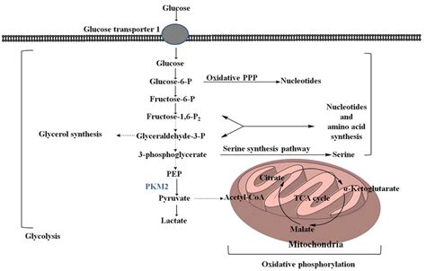 Pyruvate Kinase Glycolysis