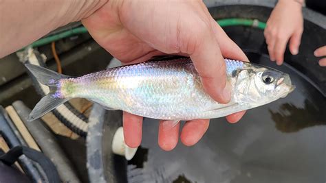 Blueback Herring Virginia Dwr