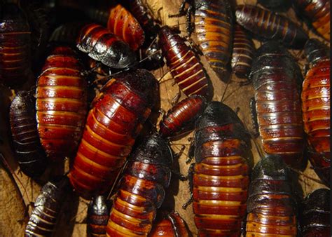 International News Have You Ever Heard About Healthy Cockroach Juice