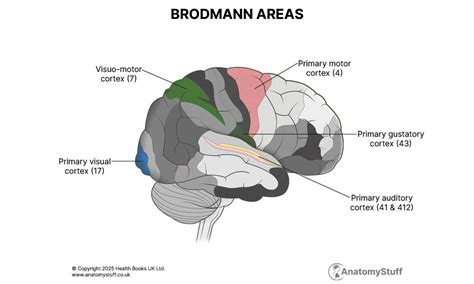 Brodmann Area 22