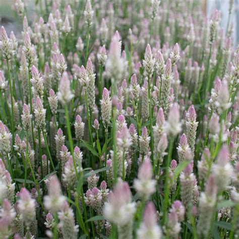 Celosia Xantippe Floret Library