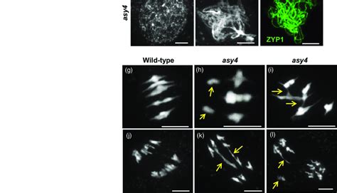 Cytological Analysis Of Asy4 Showing Male Meiotic Chromosome Spreads