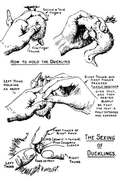 3 Ways To Tell The Sex Of A Baby Duck Artofit