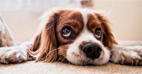 10 самых красивых пород собак в мире Super Ua