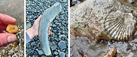 Fossil Finds On The Oregon Coast Beachcombing Magazine