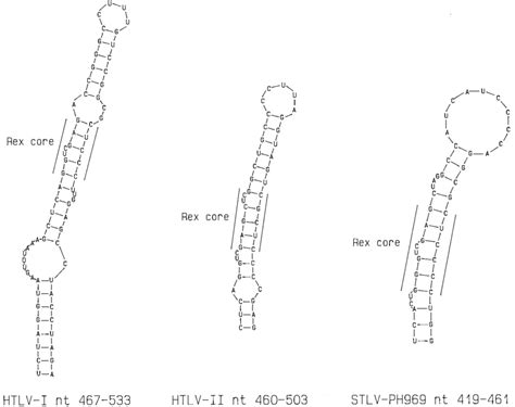 Representation Of The Essential RNA Stem Bulge Loop Within The HTLV Download Scientific