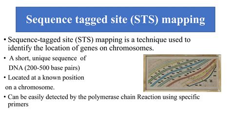 An Introduction On Sequence Tagged Site Mapping Pptx