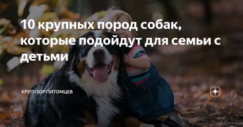 10 крупных пород собак которые подойдут для семьи с детьми Кругозор Питомцев Дзен
