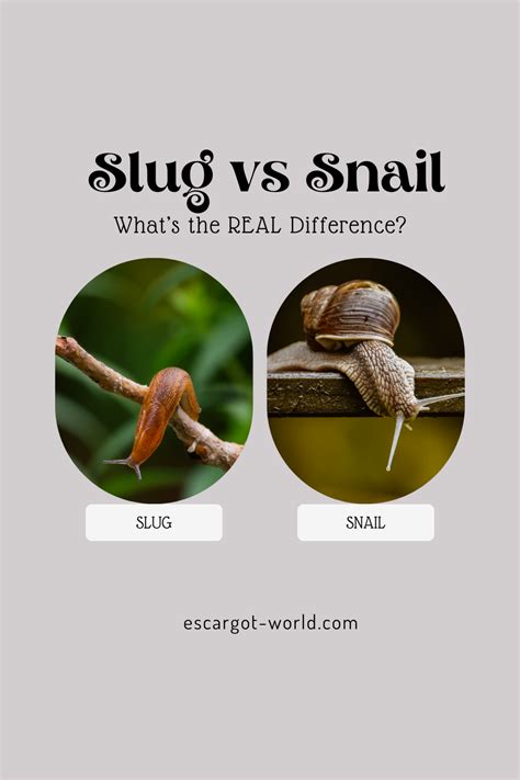 Slug Vs Snail Whats The Real Difference In 2024 Slugs Snail Snail Facts