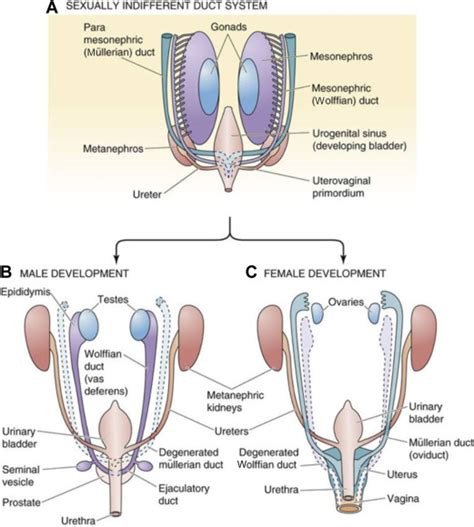 Differences Of Sex Development Clinics In Perinatology
